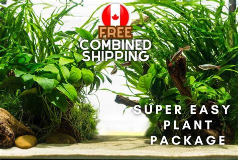 Buy Premium Aquarium Plants Online in Canada – AquaFlora
