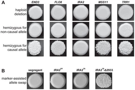 Evidence For Functional Variation At Identified Genes In A We Show
