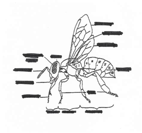 Bee Diagram Diagram Quizlet