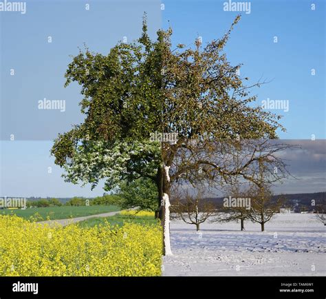 Four Seasons Tree Hi Res Stock Photography And Images Alamy