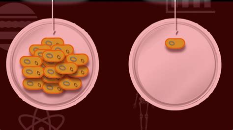 Define Binary Fission Digestnipod