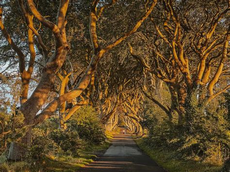 Dark Hedges Northern Ireland Guide Game Of Thrones Filming Location