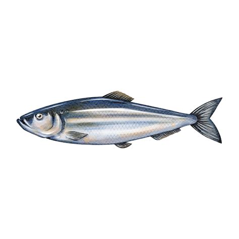 Herring Drawing At Ali Beeby Blog