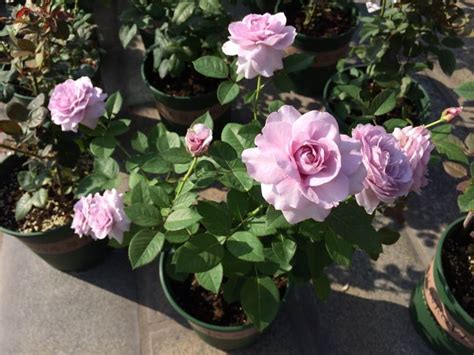 这种木本花卉，漂亮又好养，一年三季开花，花香四溢，是盆栽佳品