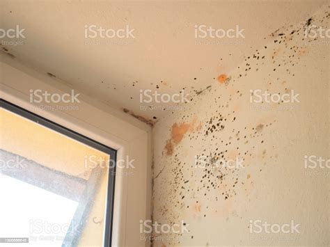 Jamur Di Dinding Dekat Jendela Jamur Kelembaban Dan Kondensasi Di Rumah