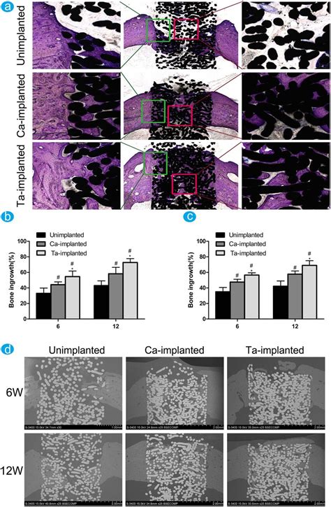 The Histological Observations And Histomorphometric Measurements Download Scientific Diagram
