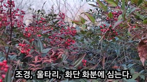남천의 붉은 열매 겨울나무꽃 시리즈 3 Youtube