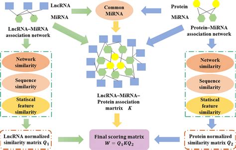 The Flowchart Of Predicting Lncrnaprotein Interactions With Mirnas As Download Scientific