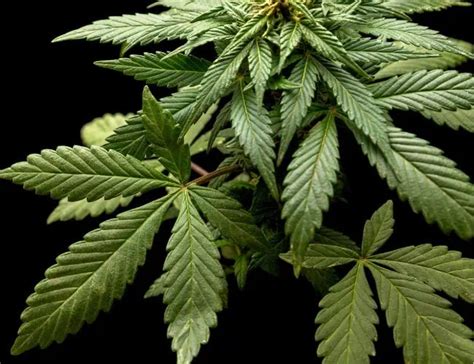 Cannabinoids Guide Types Effects And Medical Benefits