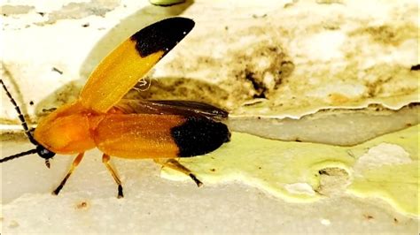 Luciérnaga Pyrocoelia Analis Youtube