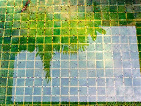 Types Of Pool Algae And The Best Ways To Get Rid Of Them