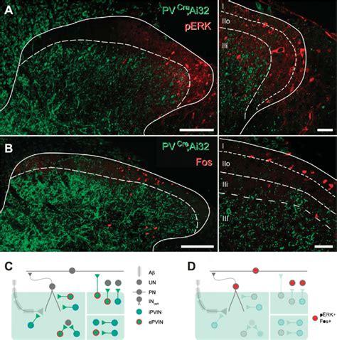 Spinal Activation Patterns After In Vivo Photostimulation Of Pvins A