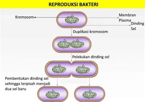 Euglena Euglenophyta Struktur Ciri Dan Manfaat Kerajaan Biologi