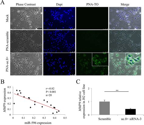 Cellular Localization Of Ultraconserved Rna Uc 8 A Images