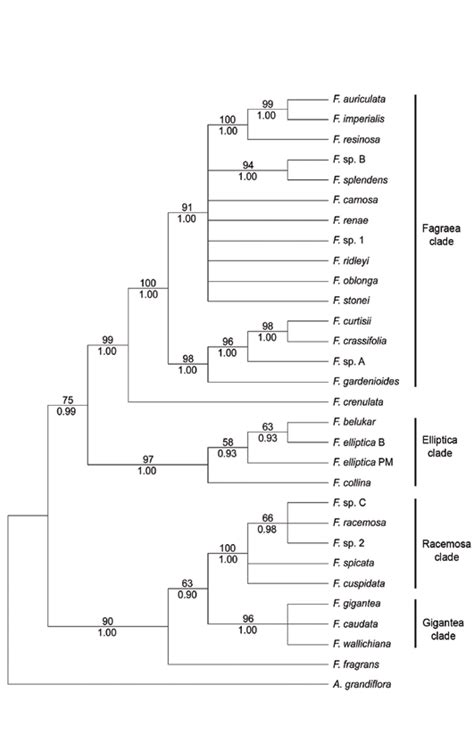 single most parsimonious tree based on the ndhf sequence data the