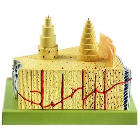 Construction Of Bone Anatomy Model