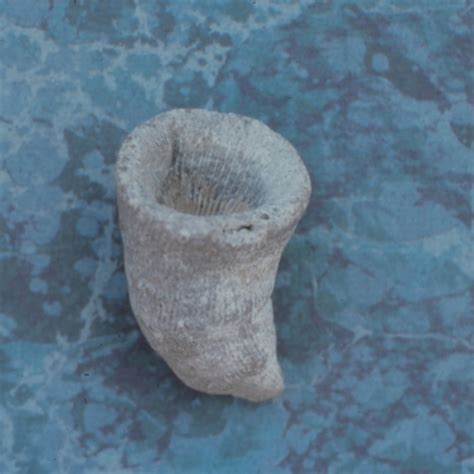 Fossils Iowa Geological Survey The University Of Iowa