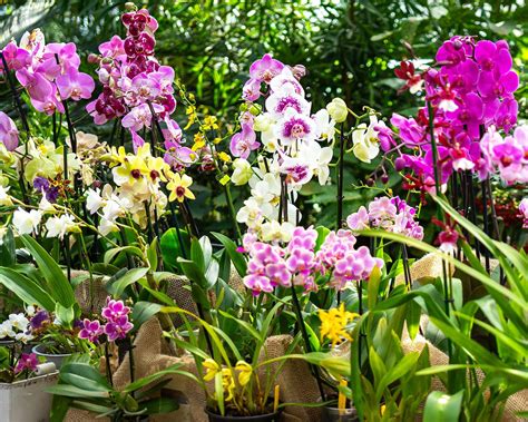 How To Propagate Orchids 4 Methods To Grow Your Collection Gardening Know How