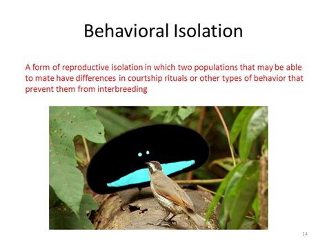 Behavioral Isolation In Biology Behavioral Isolation In Biology