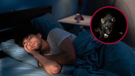 Qu Significa So Ar Con Ratas Esto Dicen Diferentes Teor As