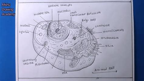 Simple Human Cell Diagram