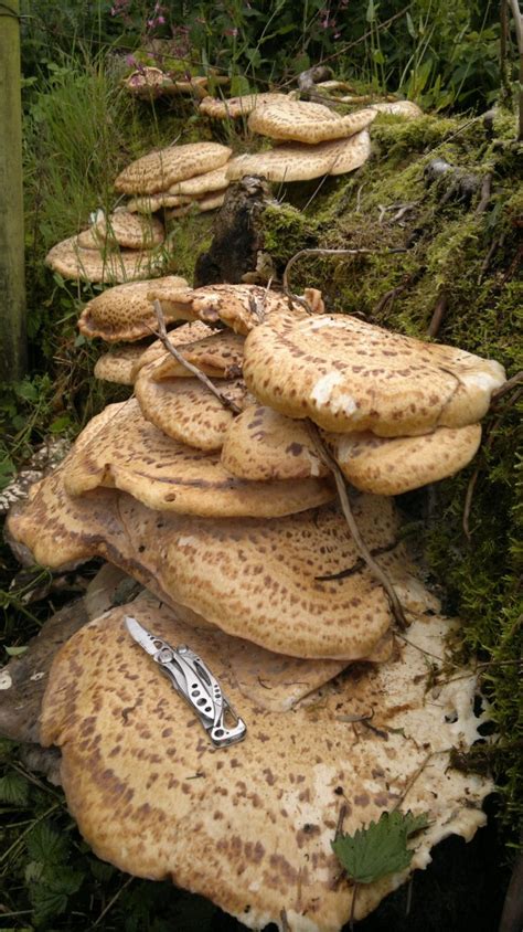 Dryads Saddle Edibility Identification Distribution Galloway Wild Foods