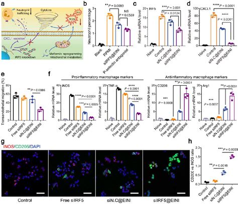 Figure 4 From Remodeling Articular Immune Homeostasis With An