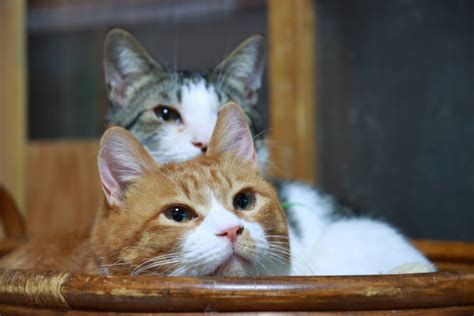 ぽんとさばじろう かご猫 Blog