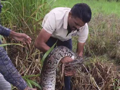 Threat To Wildlife Around Girnar Mountain ગિરનાર પર્વતની આસપાસ