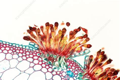 Puccinia Rust Fungus On Wheat LM Stock Image B Science Photo Library