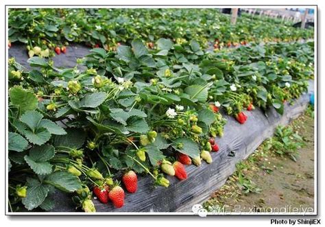 温室大棚草莓栽培技术连载 八 喜满地 新农资360网 土壤改良 果树种植 蔬菜种植 种植示范田 品牌展播 农资微专栏