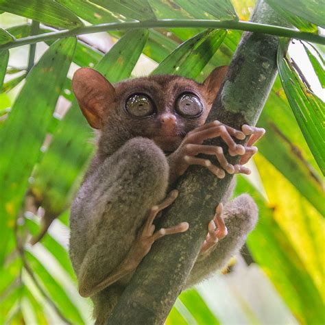 Bohol Tarsier Conservation Area All You Should Know Before Going 2026