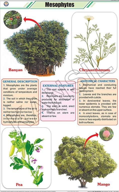 Multicolor Mesophytes For Botany Chart Size 58x90cm At ₹ 269 Piece In New Delhi
