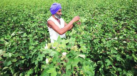 Genetically Modified Technology Fiasco In The Name Of The Farmer