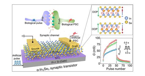 tunable synaptic plasticity in 2d ferroelectric semiconductor