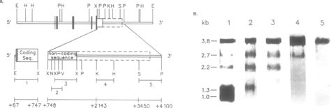Northern Analysis Using 3 Non Coding Sequence Probes A The Genomic Download High
