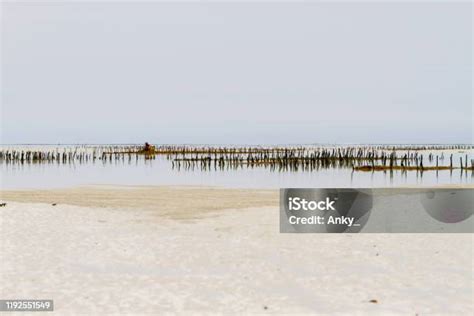 잔지바르의 인도양 향신료 섬의 하얀 해변에서 푸른 물에 해초 농부 군도에 대한 스톡 사진 및 기타 이미지 군도 낚시 동부 아프리카 Istock