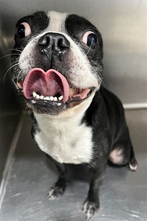 서울 마포구 마포구에서 보스턴 테리어 발견 보호