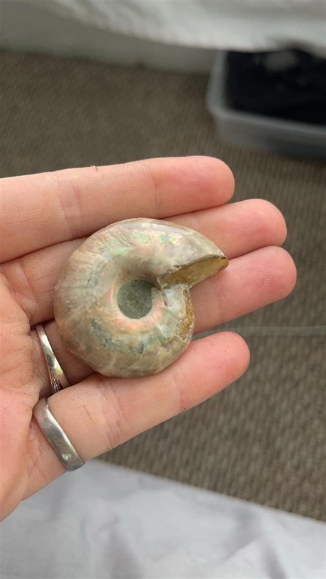 Is This Opalized R Fossils