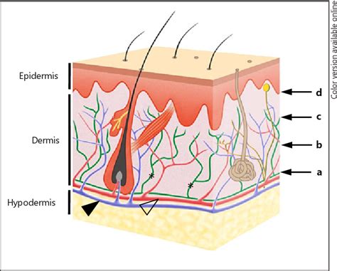 Figure 1 From The Crucial Role Of Vascularization And Lymphangiogenesis