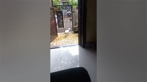 Maa Mai Aaa Raha Hu🦸🏻 Youtube