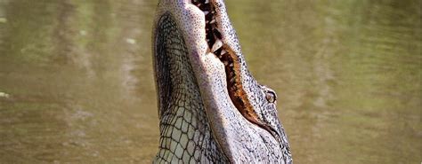 the most important role of a sql server dba procuresql data architect as a service