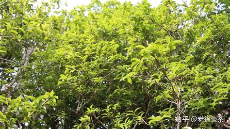 老徐谈茶特别节目2024邦东古树单株开始采摘啦长势不错产量不会低 知乎
