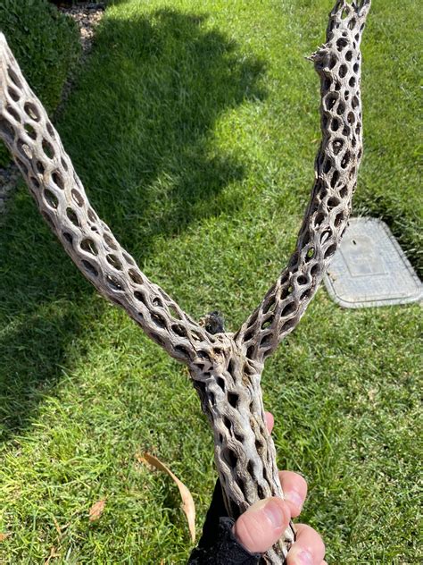 Thanks I Hate Branches That Trigger Trypophobia Rtihi