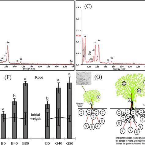 X Ray Of Native A And Metal Loaded B Of Immobilized Spent Substrate Download Scientific