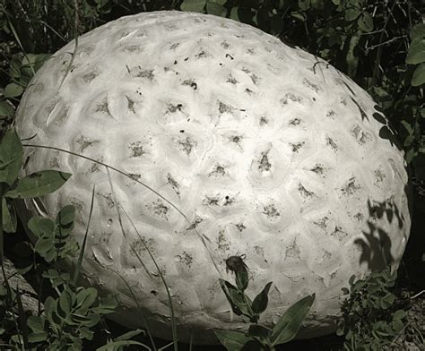 12 Common Mushrooms Found In Utah 2025 Bird Watching Hq