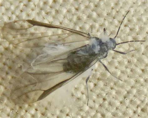Prociphilus Americanus Balsam Fir Root Aphid Identification Images