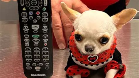 Un Chihuahua De Bolsillo As Es Pearl La Perra M S Peque A Del Mundo Infobae