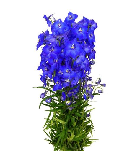 Delph Volkerfried 65