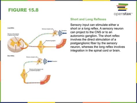 Open Stax Anatomy Physiology Ch15 PPTX